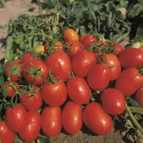 Tomato Rio Grande: egenskaper och beskrivning av sorten 5385_14