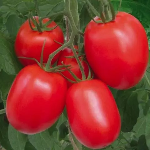 Tomato Rio Grande: njirimara na nkọwa nke ụdị dị iche iche 5385_2