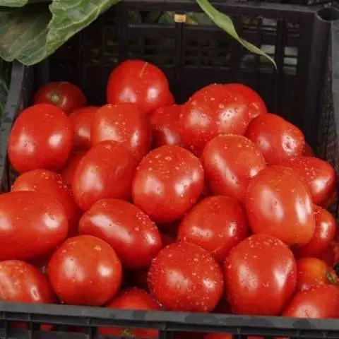 Tomate Rio Grande: caracteristici și descrierea soiului 5385_8