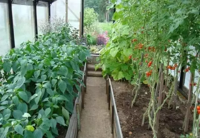 Top-Dressing aus Tomaten- und Paprikasetzlingen