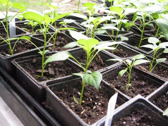 Top-Dressing aus Tomaten- und Paprikasetzlingen