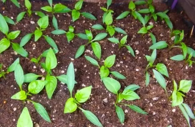 Top-Dressing aus Tomaten- und Paprikasetzlingen