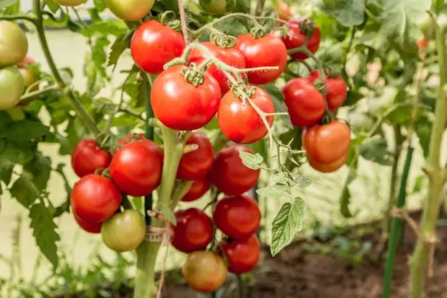 Tomato Hurricane F1: anmeldelser, bilder, utbytte, egenskaper og beskrivelse av sorten 5394_2