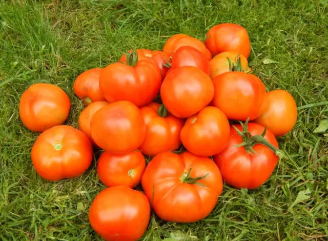 Tomato Hurricane F1: anmeldelser, bilder, utbytte, egenskaper og beskrivelse av sorten 5394_8