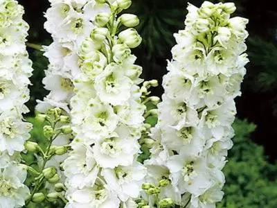 Delphinium Galahad