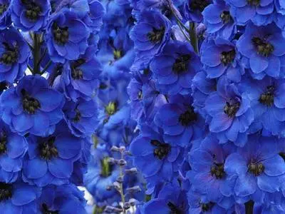 Delphinium kinų