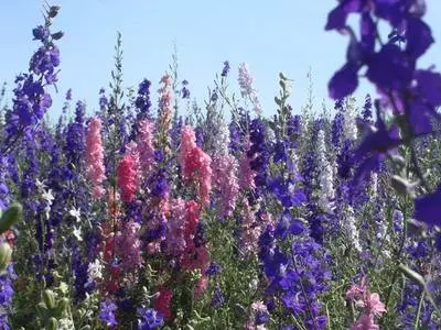 Delphinium kinų