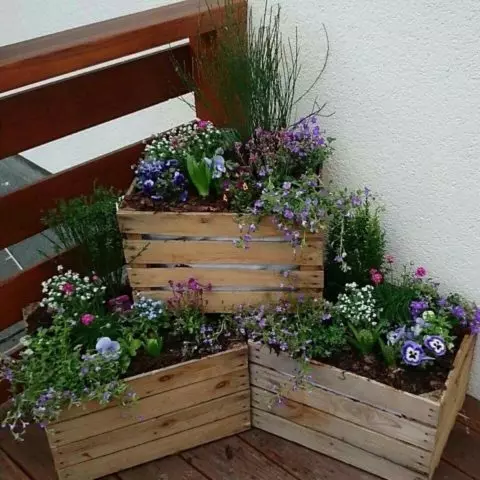 Flowerbeds from boxes: photo 539_12