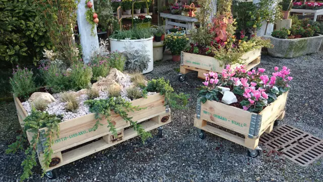 Flowerbeds from boxes: photo 539_8