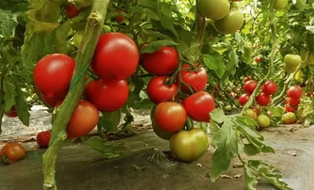 De meest productieve soorten tomaten: beschrijving + foto, beoordelingen 5405_1