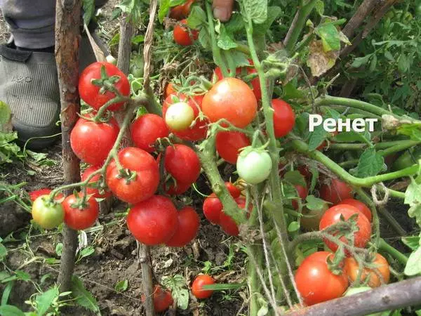 De meest productieve soorten tomaten: beschrijving + foto, beoordelingen 5405_10