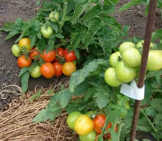 De meest productieve soorten tomaten: beschrijving + foto, beoordelingen 5405_13