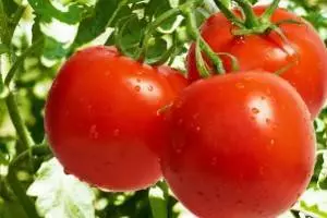 De meest productieve soorten tomaten: beschrijving + foto, beoordelingen 5405_15