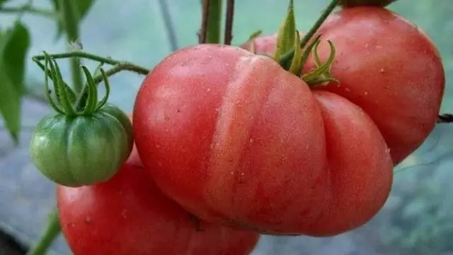 De meest productieve soorten tomaten: beschrijving + foto, beoordelingen 5405_16