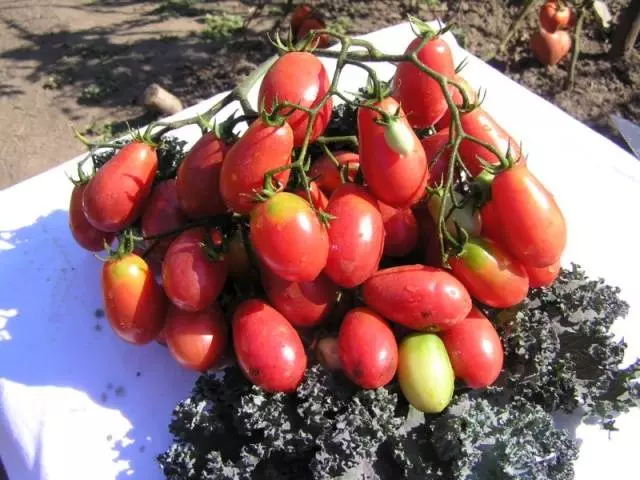 De meest productieve soorten tomaten: beschrijving + foto, beoordelingen 5405_2