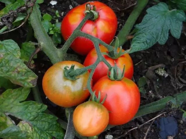 De meest productieve soorten tomaten: beschrijving + foto, beoordelingen 5405_30