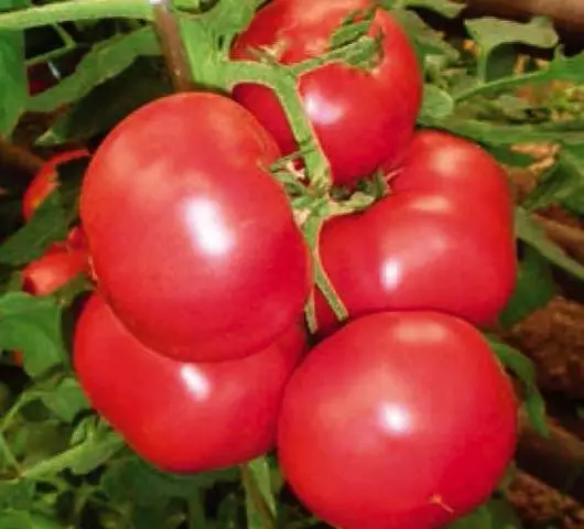 De meest productieve soorten tomaten: beschrijving + foto, beoordelingen 5405_32