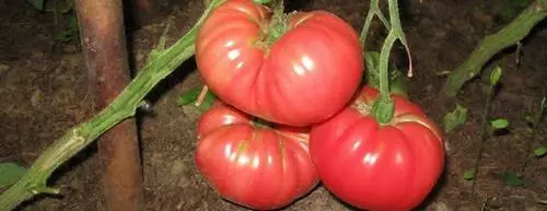 De meest productieve soorten tomaten: beschrijving + foto, beoordelingen 5405_35