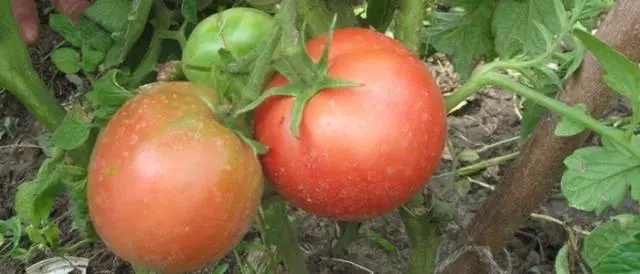 De meest productieve soorten tomaten: beschrijving + foto, beoordelingen 5405_38