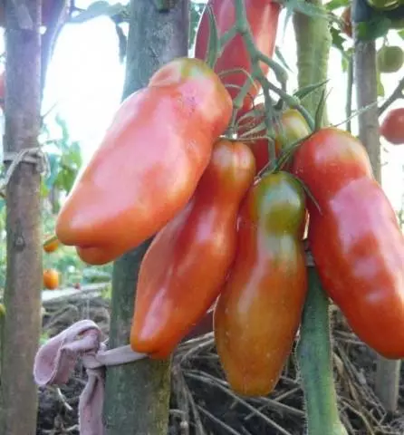 De meest productieve soorten tomaten: beschrijving + foto, beoordelingen 5405_5