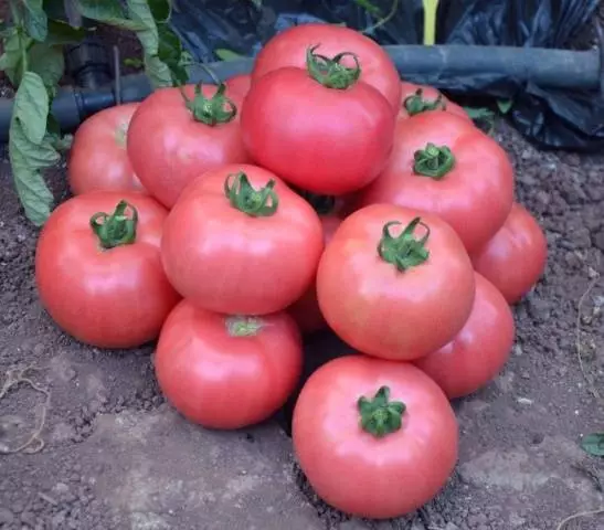 De meest productieve soorten tomaten: beschrijving + foto, beoordelingen 5405_7