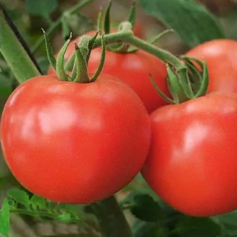 De meest productieve soorten tomaten: beschrijving + foto, beoordelingen 5405_8