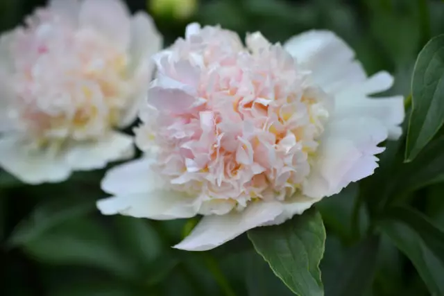 Peony ඉහළ පිත්තල (ඉහළ පිත්තල): විවිධත්වය, සිටුවීම සහ රැකවරණය පිළිබඳ ලක්ෂණ සහ විස්තරය 5416_1