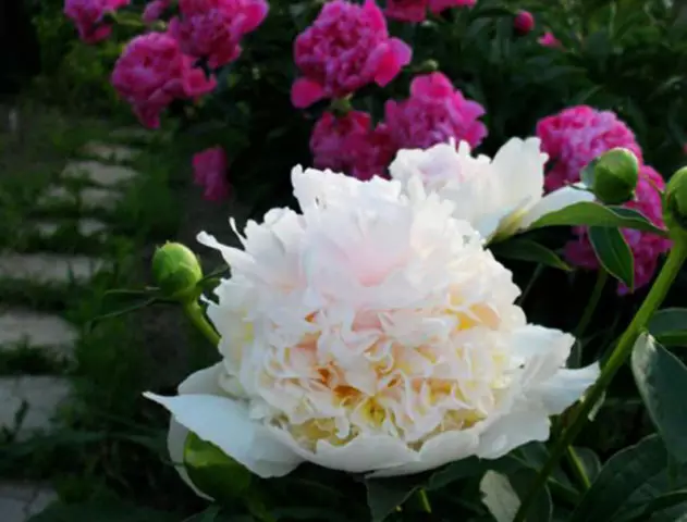 Peony ඉහළ පිත්තල (ඉහළ පිත්තල): විවිධත්වය, සිටුවීම සහ රැකවරණය පිළිබඳ ලක්ෂණ සහ විස්තරය 5416_2