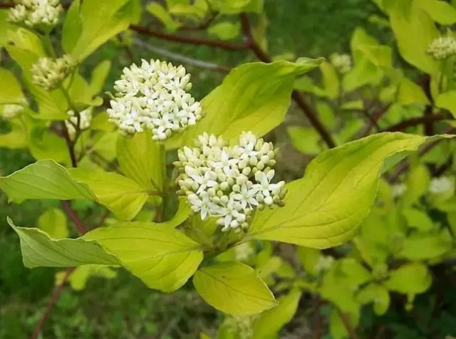 Derain White Aurea: popis, výsadba a péče, fotografie 5423_1