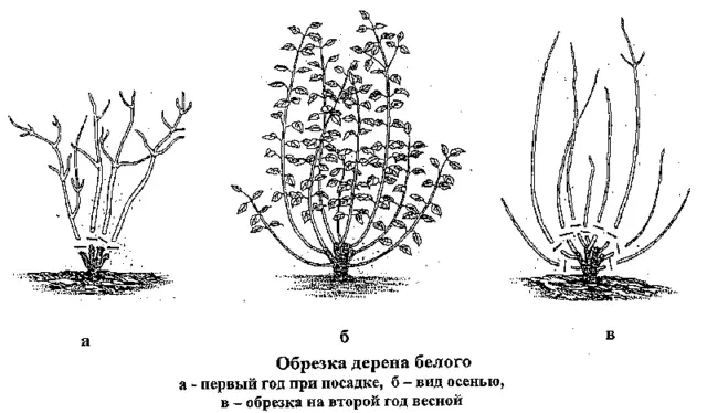 Derain White Aurea: popis, výsadba a péče, fotografie 5423_4