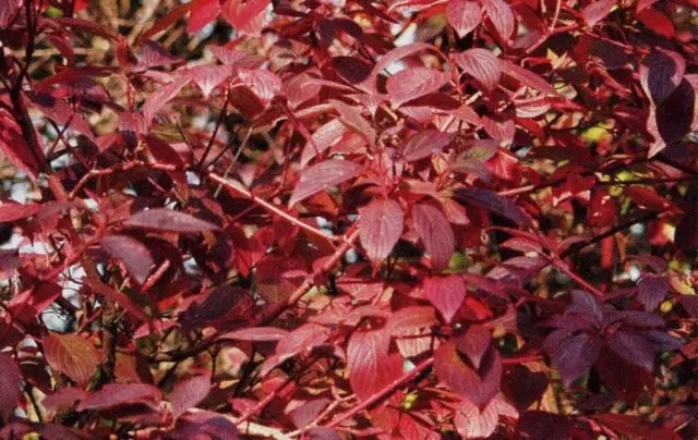 Derain rood: beschrijving, planten en verzorgen, foto 5427_1