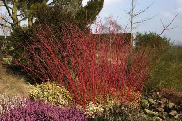 Derain rood: beschrijving, planten en verzorgen, foto 5427_10