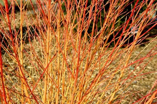 Derain rood: beschrijving, planten en verzorgen, foto 5427_4