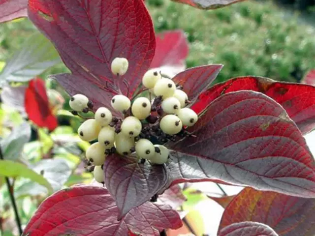 Derain rood: beschrijving, planten en verzorgen, foto 5427_5