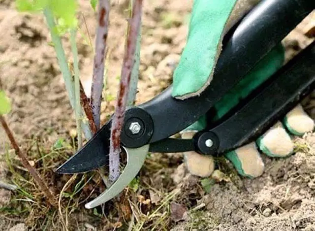 Derain rood: beschrijving, planten en verzorgen, foto 5427_7