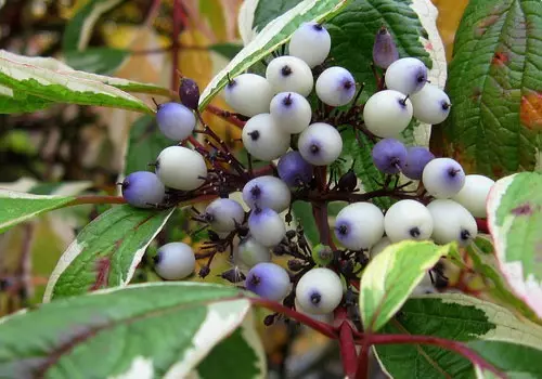 Hoe om kornoelie te vermeerder: voortplanting, plant en versorging, snoei 5428_10