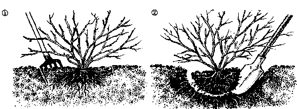 Cara nyebar dogwood: reproduksi, tanduran lan perawatan, pruning 5428_5