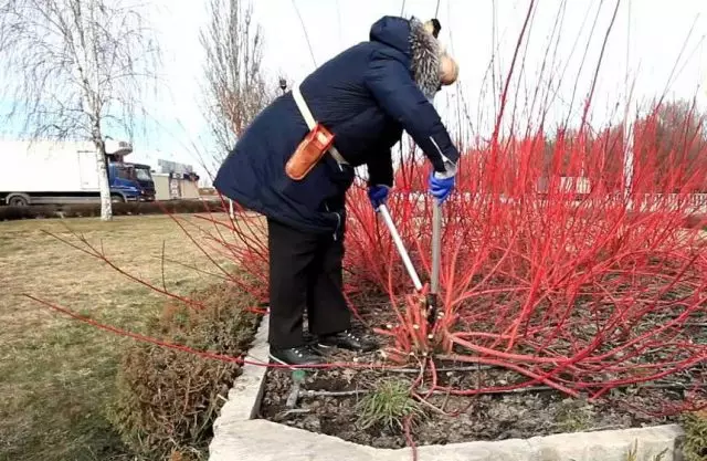 Kızılcık nasıl yayılır: üreme, dikim ve bakım, budama 5428_6