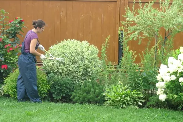 How to propagate dogwood: reproduction, planting and care, pruning 5428_7