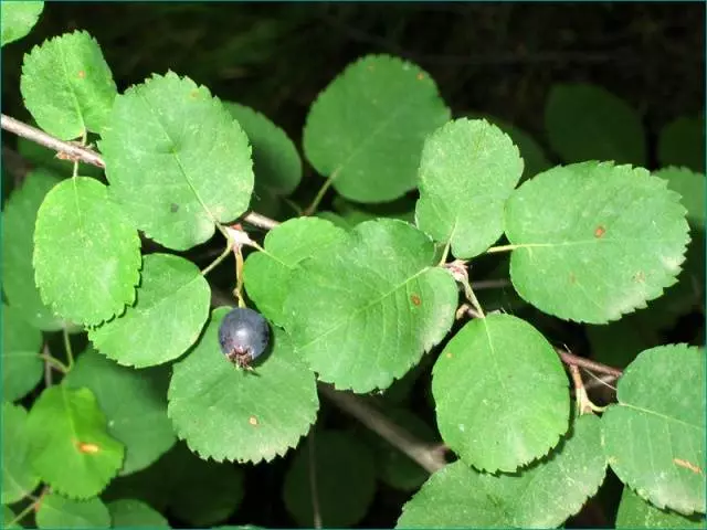 ইরগা: স্বাস্থ্যের জন্য উপকার এবং ক্ষতি 5430_12