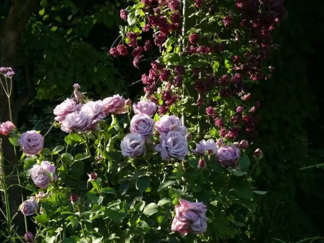 Rosa rampicante Indigoletta (Indigoletta): foto e descrizione, recensioni, varietà lilla nella progettazione del paesaggio, come si differenzia da Ingoletta 5432_19