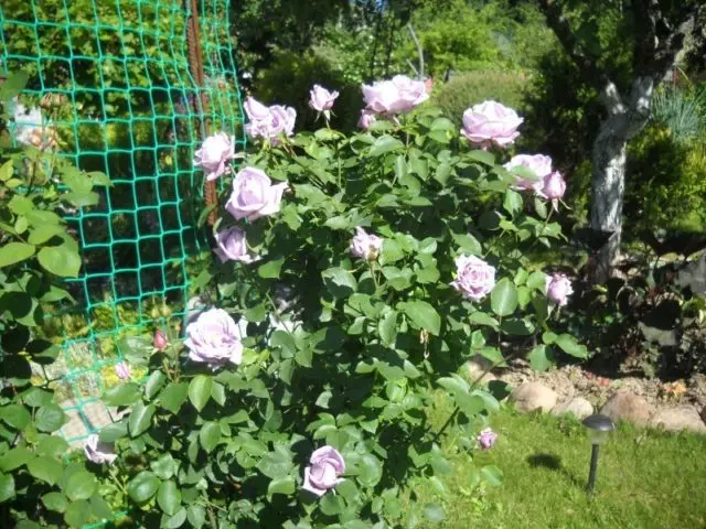 Rosa rampicante Indigoletta (Indigoletta): foto e descrizione, recensioni, varietà lilla nella progettazione del paesaggio, come si differenzia da Ingoletta 5432_3