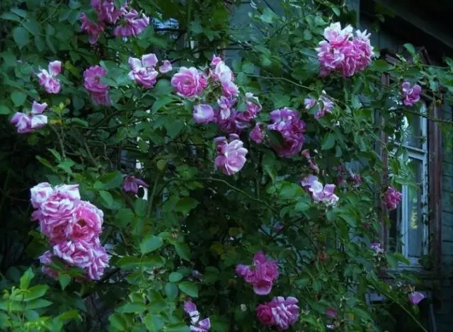 Rosa rampicante Indigoletta (Indigoletta): foto e descrizione, recensioni, varietà lilla nella progettazione del paesaggio, come si differenzia da Ingoletta 5432_8