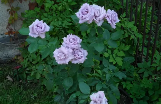 Rosa rampicante Indigoletta (Indigoletta): foto e descrizione, recensioni, varietà lilla nella progettazione del paesaggio, come si differenzia da Ingoletta 5432_9