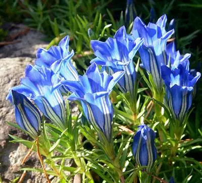 Unprätentiöse untergroße mehrjährige Blumen, die den ganzen Sommer über blühen: Foto 5437_17