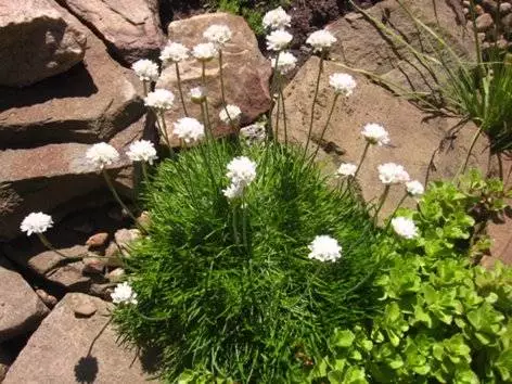 Alpine Armeria