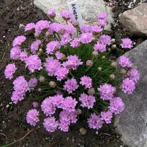 Armeria aan zee