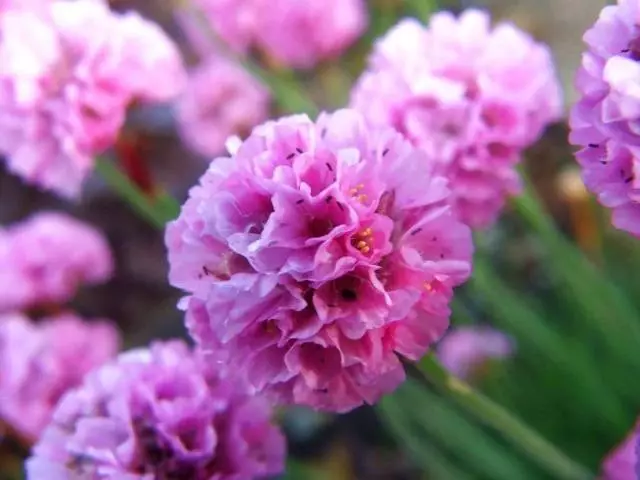 Alpine Armeria