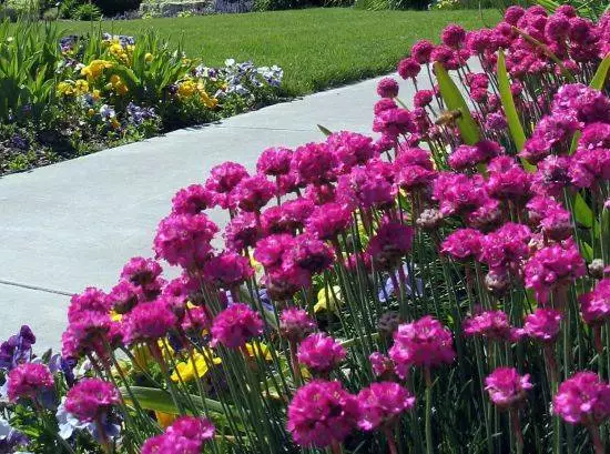 Alpine Armeria