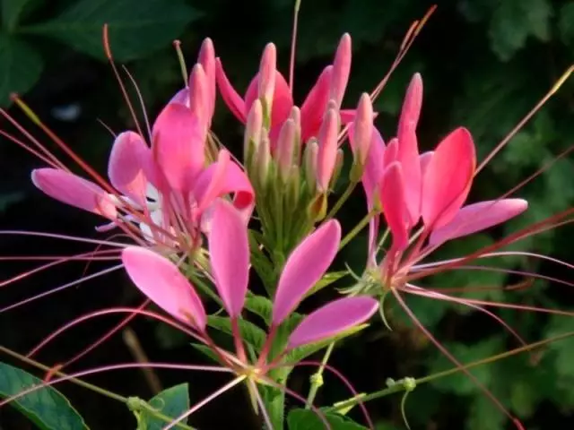 Cleoma kweken uit zaden bij het planten van zaailingen 5448_1